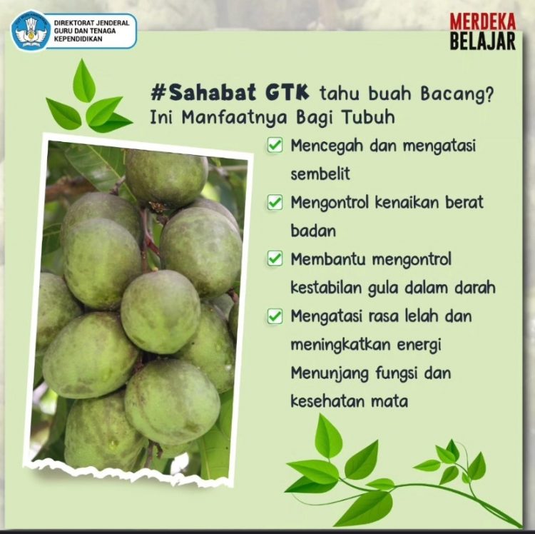 Manfaat Buah Bacang – idsch.id